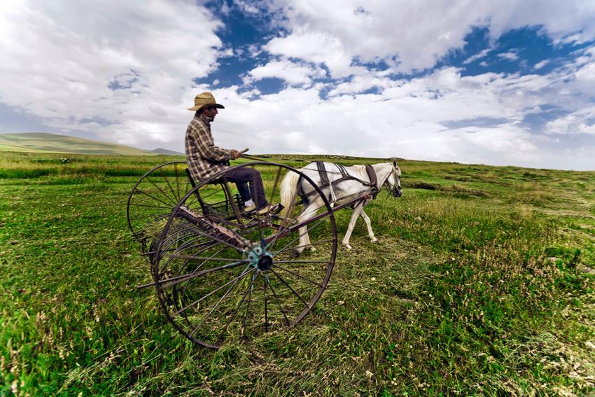 12 Pieces of Revolutionary Horse-Drawn Farm Equipment | LoveToKnow Pets