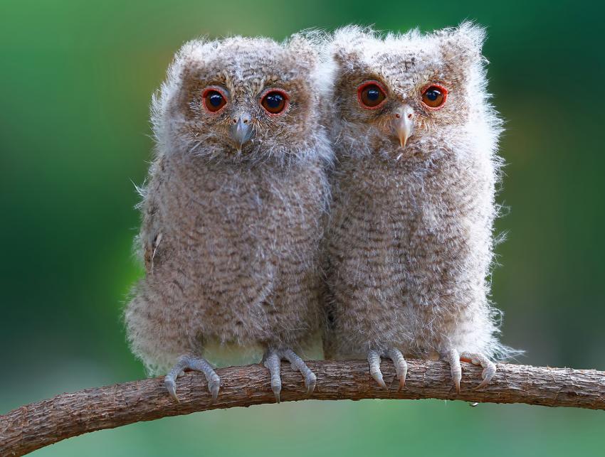 50+ Adorable Baby Animal Pictures You Just Have to See | LoveToKnow
