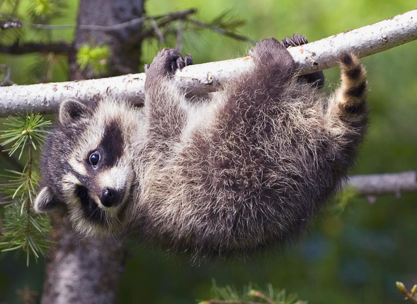 50+ Adorable Baby Animal Pictures You Just Have to See | LoveToKnow