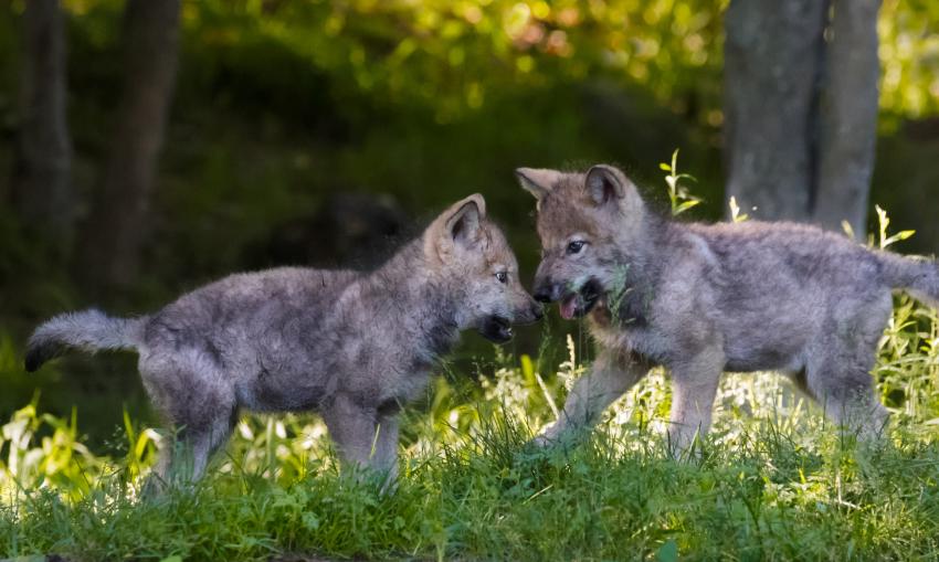 50+ Adorable Baby Animal Pictures You Just Have to See | LoveToKnow