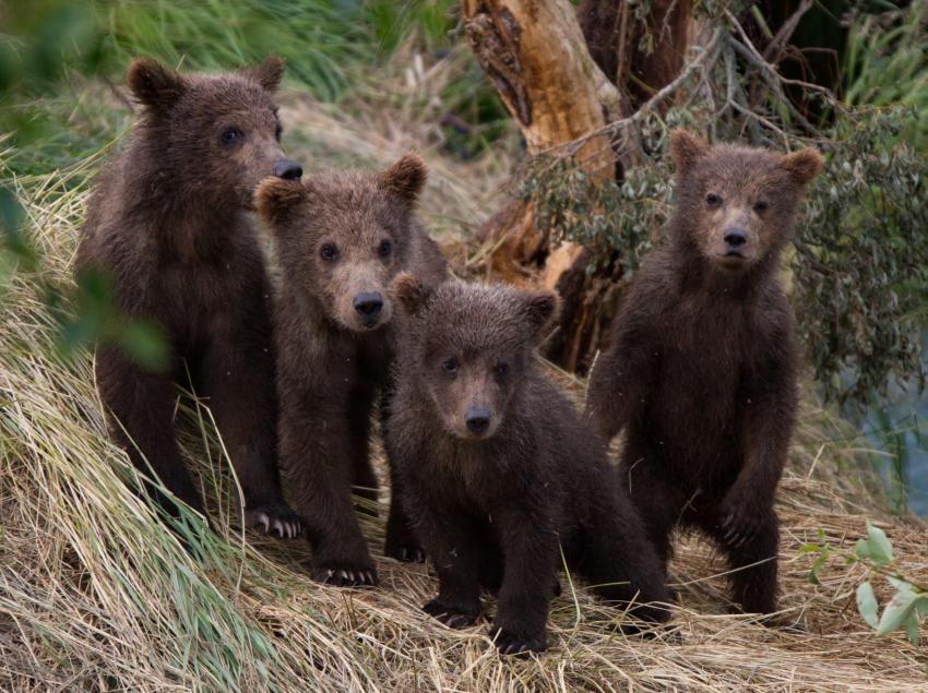 50+ Adorable Baby Animal Pictures You Just Have to See | LoveToKnow