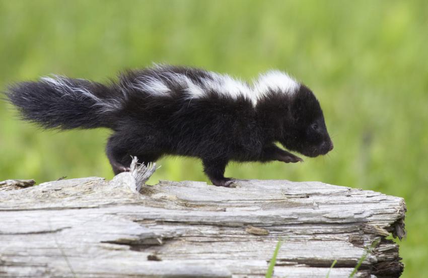 50+ Adorable Baby Animal Pictures You Just Have to See | LoveToKnow