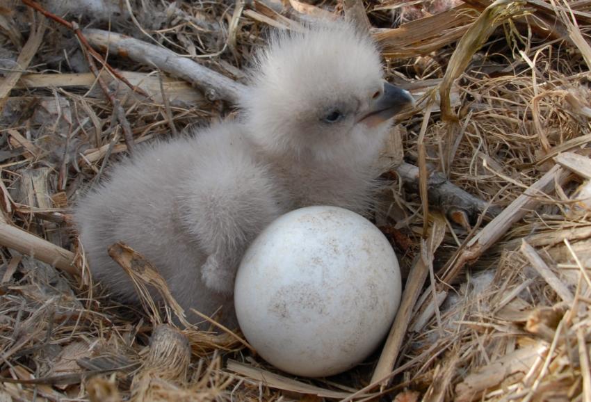 50+ Adorable Baby Animal Pictures You Just Have to See | LoveToKnow