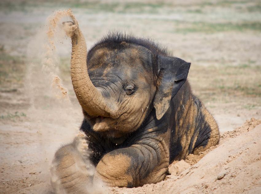 50+ Adorable Baby Animal Pictures You Just Have to See | LoveToKnow
