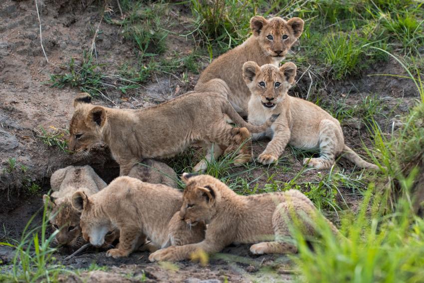 50+ Adorable Baby Animal Pictures You Just Have to See | LoveToKnow