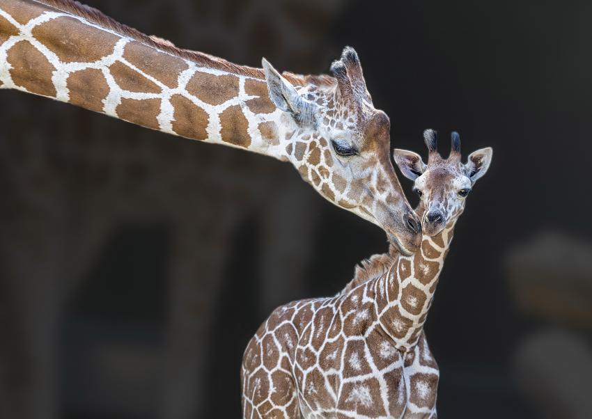 50+ Adorable Baby Animal Pictures You Just Have to See | LoveToKnow