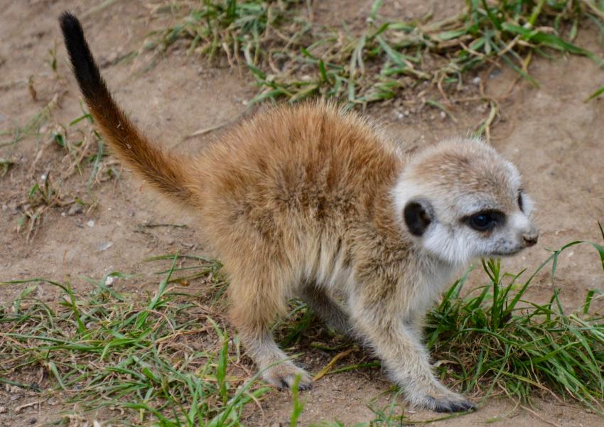 50+ Adorable Baby Animal Pictures You Just Have to See | LoveToKnow