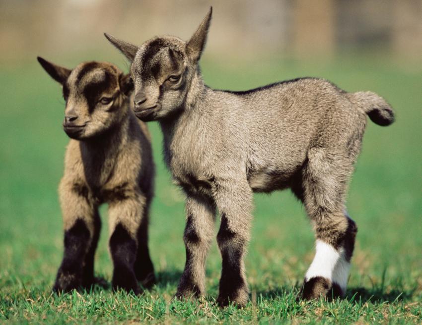 50+ Adorable Baby Animal Pictures You Just Have to See | LoveToKnow