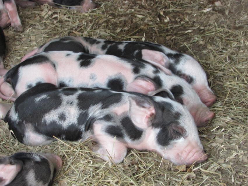 50+ Adorable Baby Animal Pictures You Just Have to See | LoveToKnow