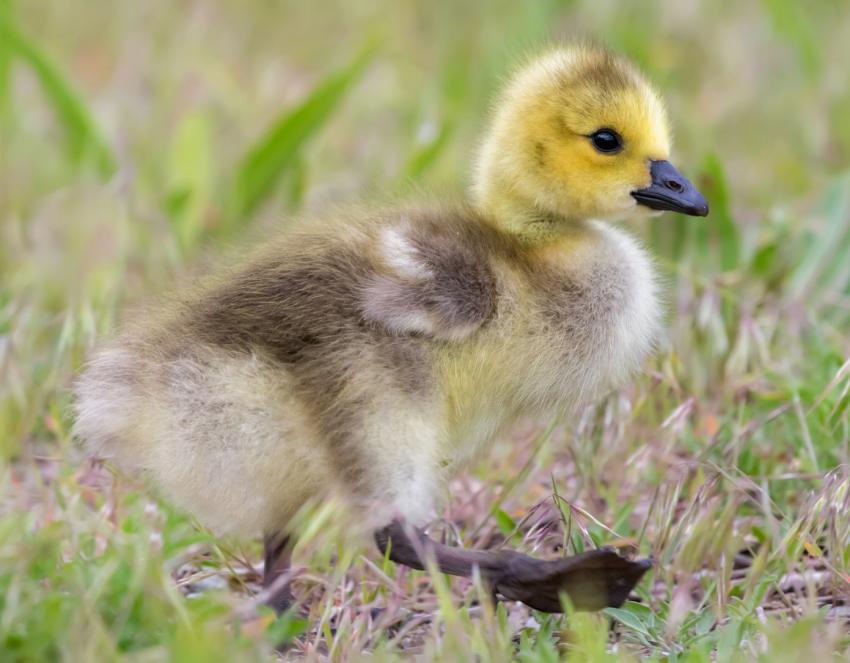 50+ Adorable Baby Animal Pictures You Just Have to See | LoveToKnow