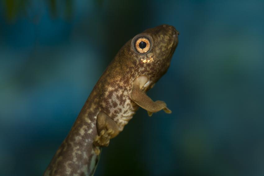 50+ Adorable Baby Animal Pictures You Just Have to See | LoveToKnow