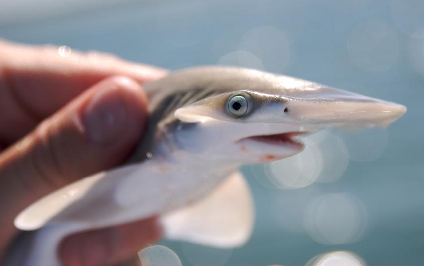 50+ Adorable Baby Animal Pictures You Just Have to See | LoveToKnow