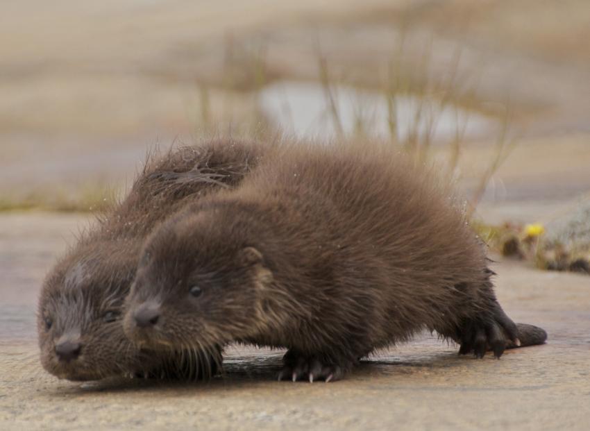 50+ Adorable Baby Animal Pictures You Just Have to See | LoveToKnow