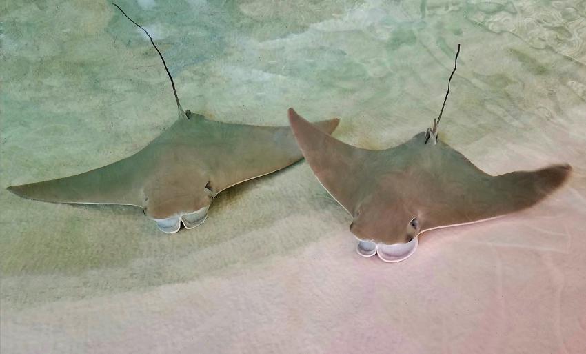 50+ Adorable Baby Animal Pictures You Just Have to See | LoveToKnow