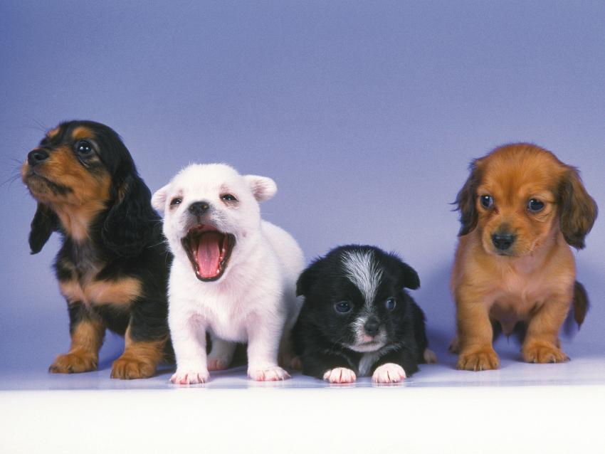 50+ Adorable Baby Animal Pictures You Just Have to See | LoveToKnow