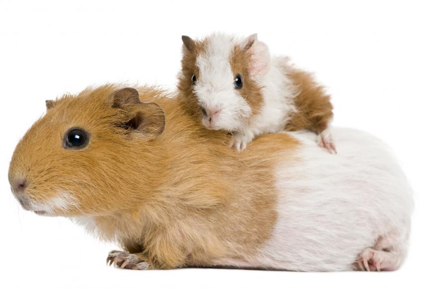 50+ Adorable Baby Animal Pictures You Just Have to See | LoveToKnow