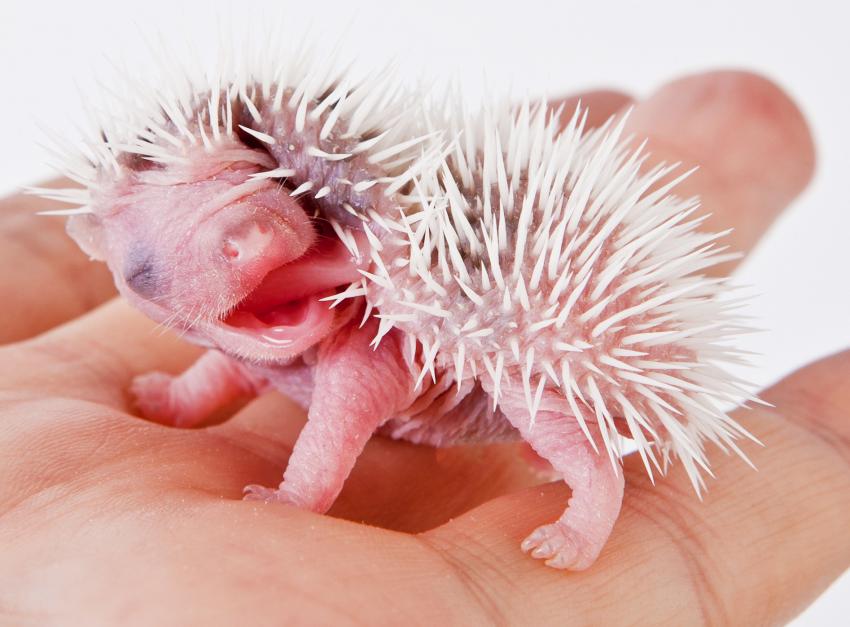 50+ Adorable Baby Animal Pictures You Just Have to See | LoveToKnow