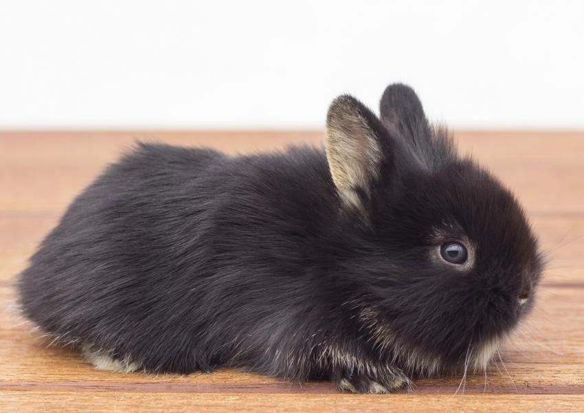 50+ Adorable Baby Animal Pictures You Just Have to See | LoveToKnow