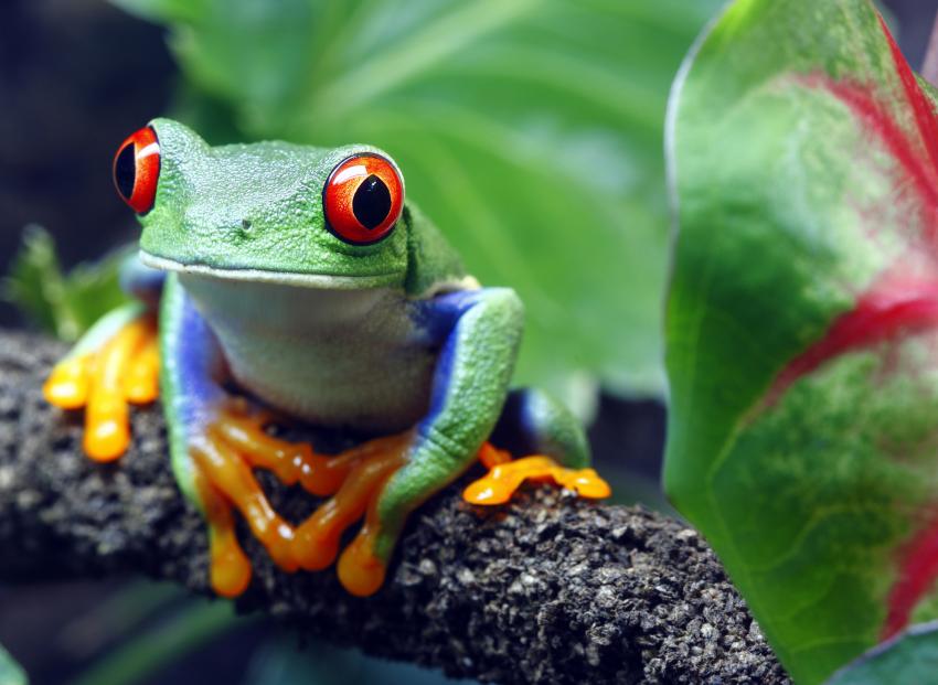 Pictures of Animals That Live In a Jungle | LoveToKnow