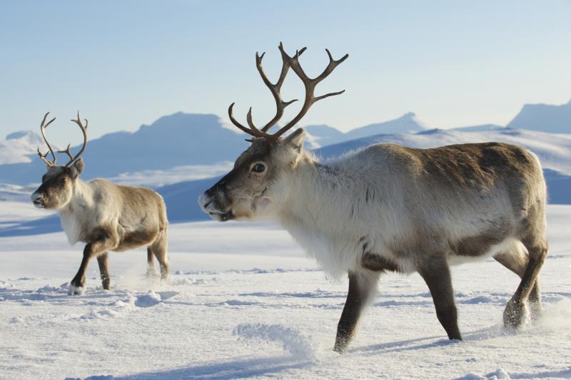 41 Remarkable Reindeer Facts for Kids | LoveToKnow