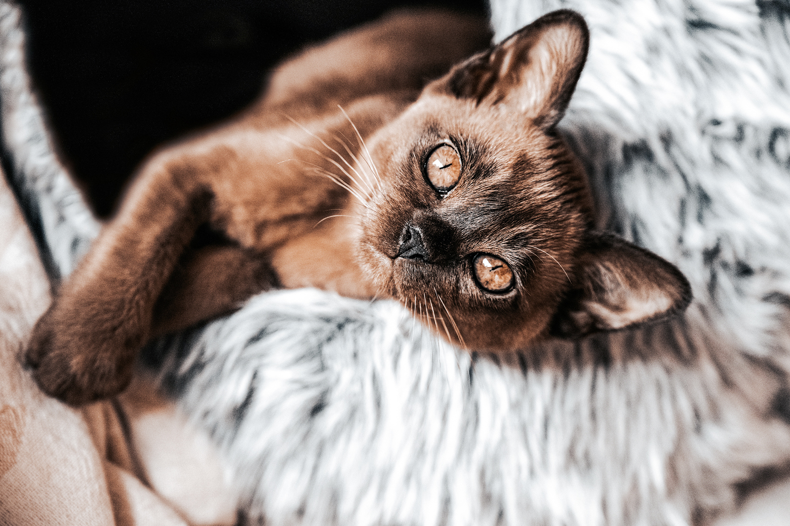 Burmese Cat Colours Chart