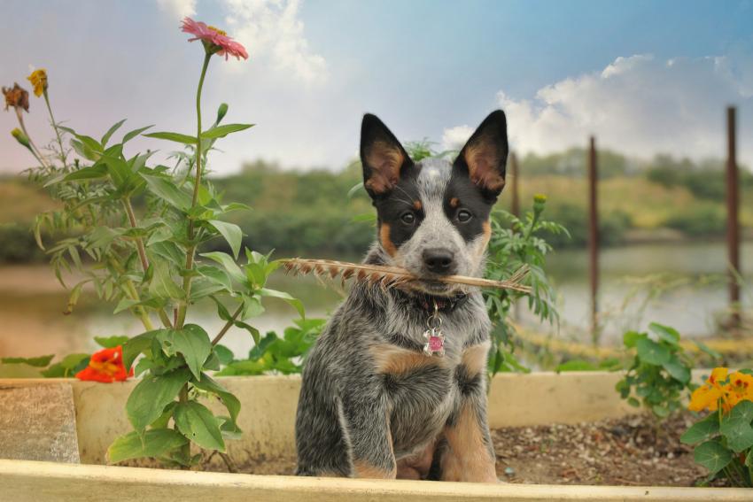 These Are the 10 Most Loyal, True-Blue Dog Breeds Ever | LoveToKnow Pets