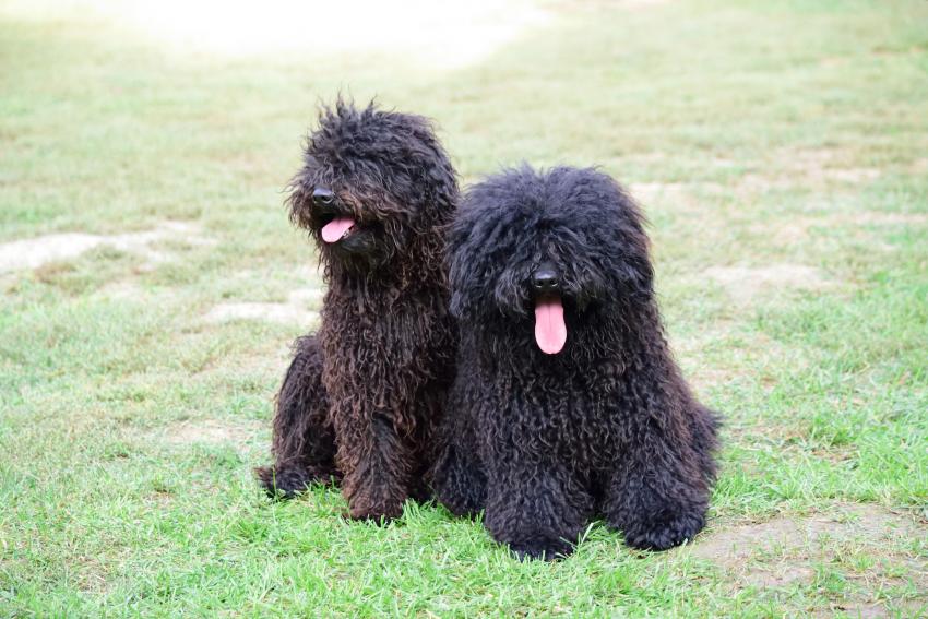 14 Dog Breeds Sporting Gorgeous Curls | LoveToKnow Pets