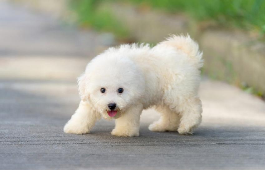 15 Most Allergy-Friendly Pets for Sensitive Pet Parents | LoveToKnow Pets