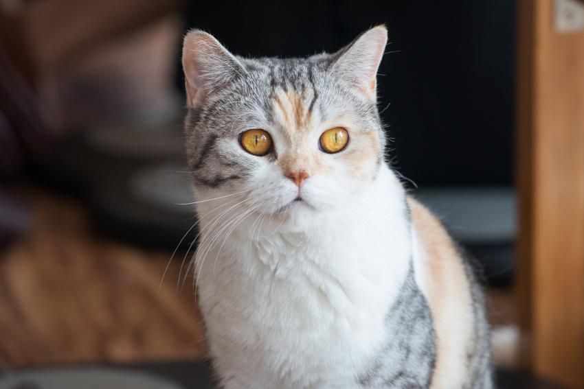 18 Extremely Rare Cat Breeds & Crosses | LoveToKnow Pets