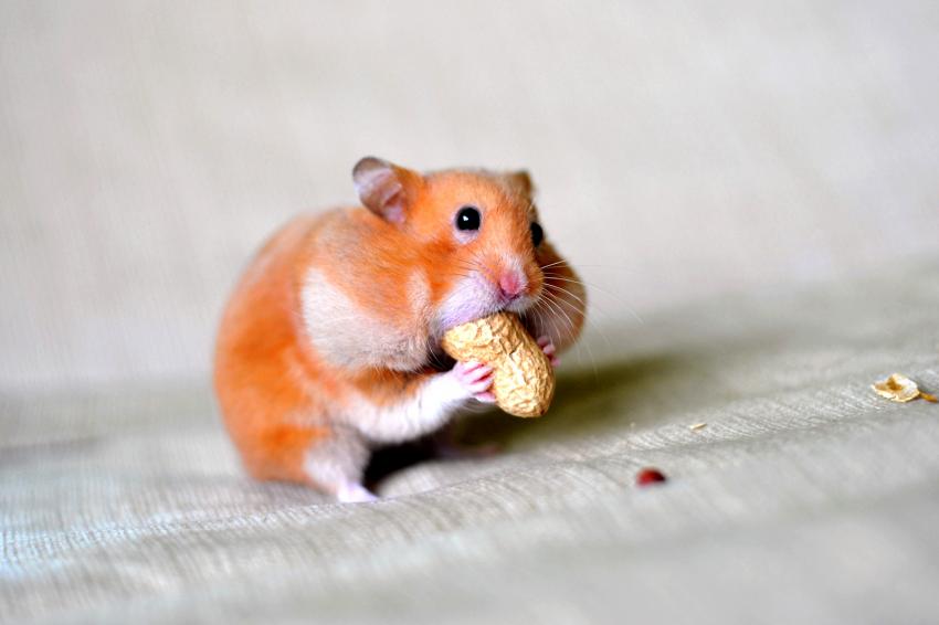 10 Best Low-Maintenance Pets With Easy Care Requirements | LoveToKnow Pets