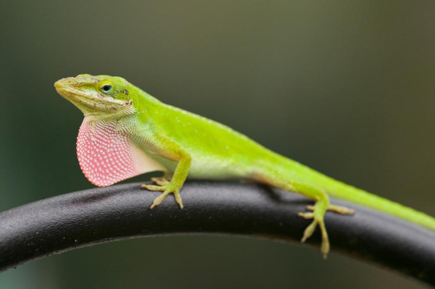 Office Pet Pros and Cons: Best Critters to Keep at Work | LoveToKnow Pets