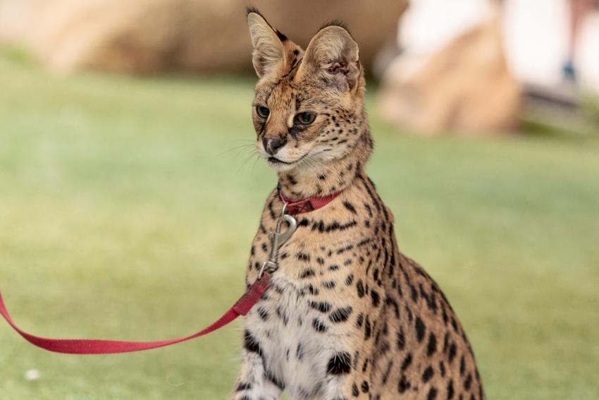 17 Most Expensive Cat Breeds: The Price of Purrfection | LoveToKnow Pets