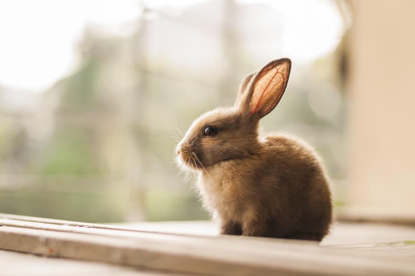 Top 10 Cutest Pets of All Time to Give You Cuteness Overload ...