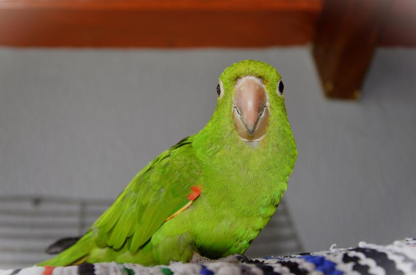 15 Most Allergy-Friendly Pets for Sensitive Pet Parents | LoveToKnow Pets