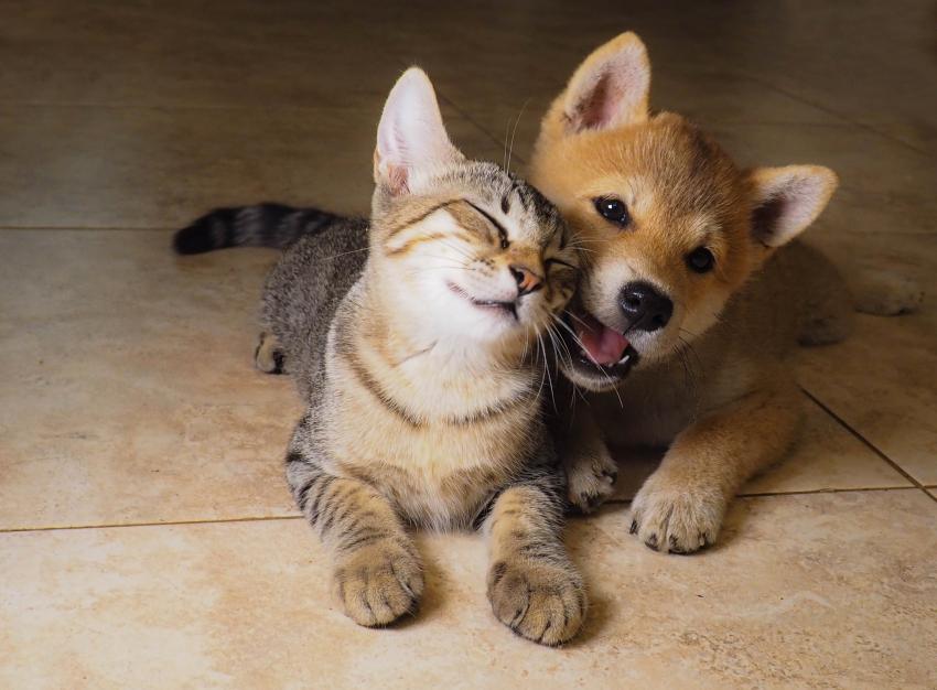 Top 10 Cutest Pets of All Time to Give You Cuteness Overload ...
