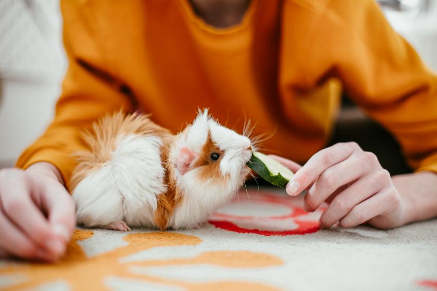 10 Best Low-Maintenance Pets With Easy Care Requirements | LoveToKnow Pets