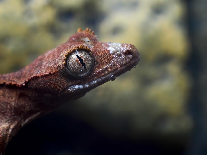 10 Best Low-Maintenance Pets With Easy Care Requirements | LoveToKnow Pets