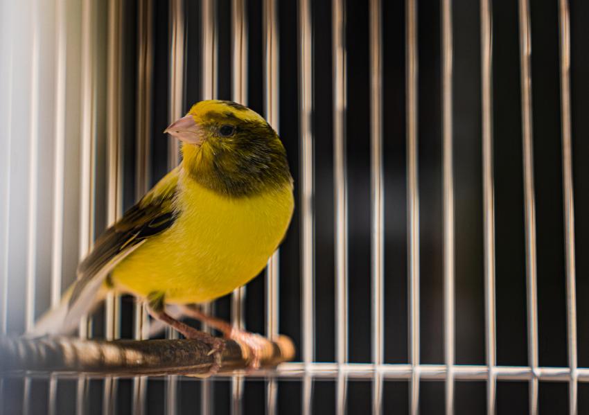 10 Best Low-Maintenance Pets With Easy Care Requirements | LoveToKnow Pets