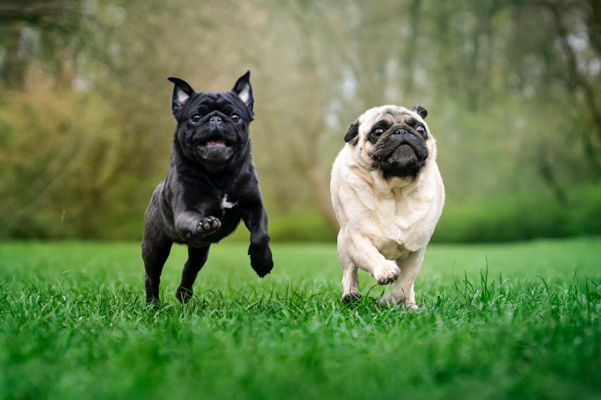 10 Best Low-Maintenance Dog Breeds for Owners on the Go | LoveToKnow Pets