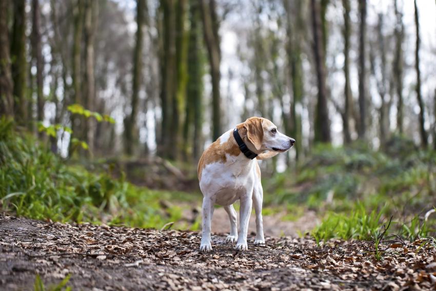 9 True Irish Dog Breeds That Will Capture Your Heart | LoveToKnow Pets
