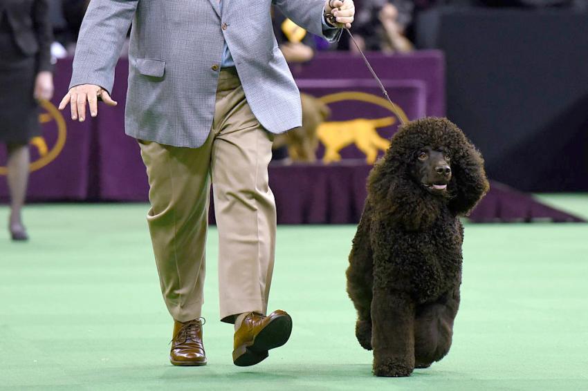 Meet the Sporting Dog Breeds: Athleticism & Art | LoveToKnow Pets