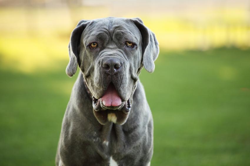13 Blue Dog Breeds That Will Steal Your Heart | LoveToKnow Pets