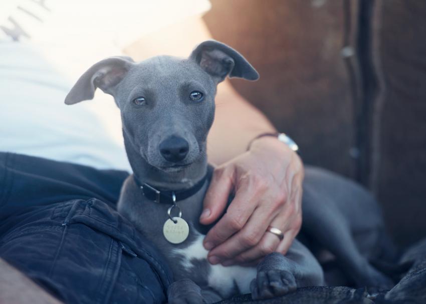13 Blue Dog Breeds That Will Steal Your Heart | LoveToKnow Pets