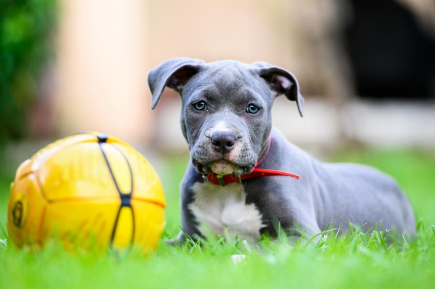13 Blue Dog Breeds That Will Steal Your Heart | LoveToKnow Pets