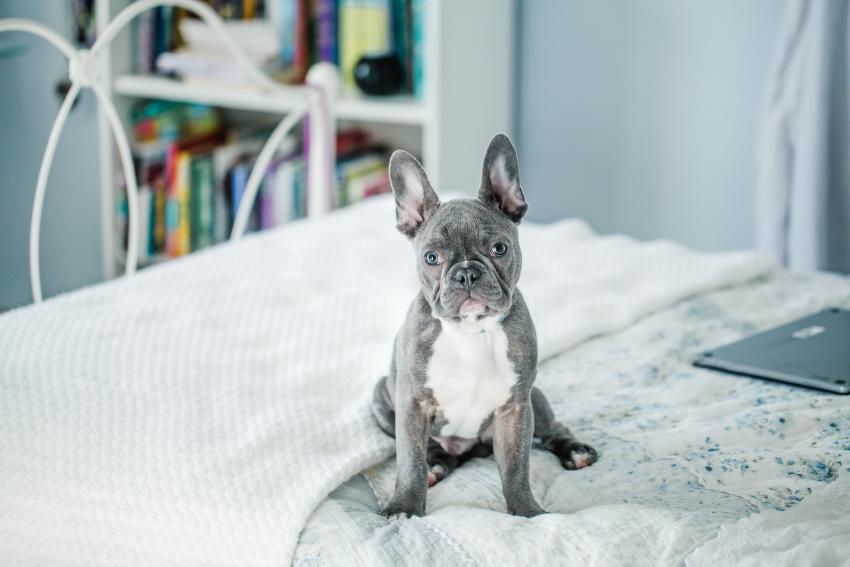 13 Blue Dog Breeds That Will Steal Your Heart | LoveToKnow Pets