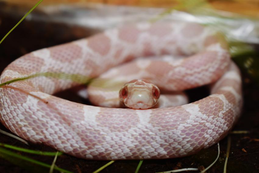 10 Cute Pet Snakes That Prove Reptiles Are Adorable Too | LoveToKnow Pets
