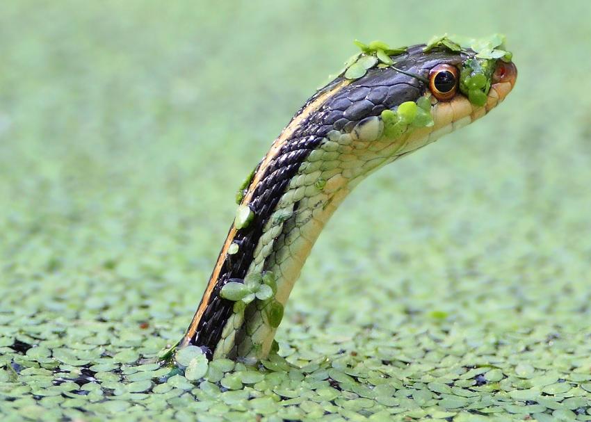 10 Cute Pet Snakes That Prove Reptiles Are Adorable Too | LoveToKnow Pets