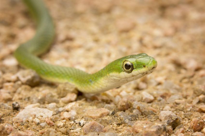 10 Cute Pet Snakes That Prove Reptiles Are Adorable Too | LoveToKnow Pets