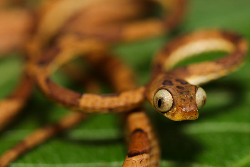 10 Cute Pet Snakes That Prove Reptiles Are Adorable Too | LoveToKnow Pets
