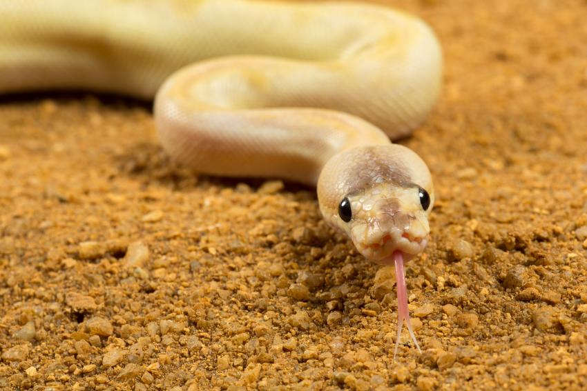 10 Cute Pet Snakes That Prove Reptiles Are Adorable Too | LoveToKnow Pets